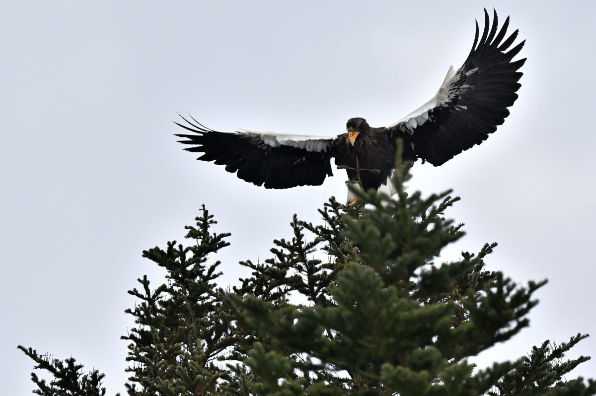 オオワシ 見得を切る B22-1 | GANREF