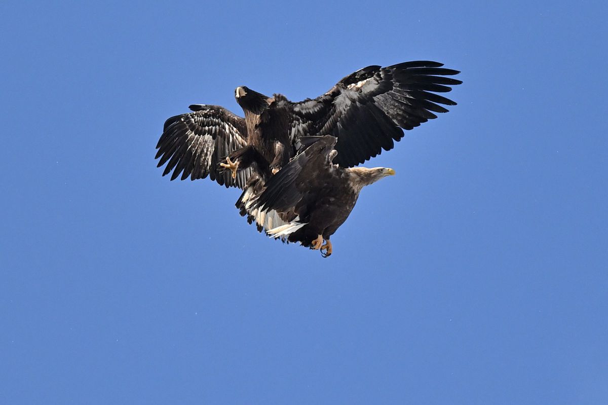 空中バトル B22-8 | GANREF