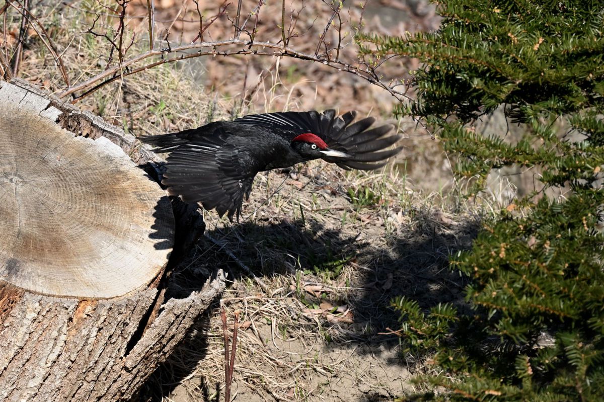 クマゲラ B22-17 | GANREF