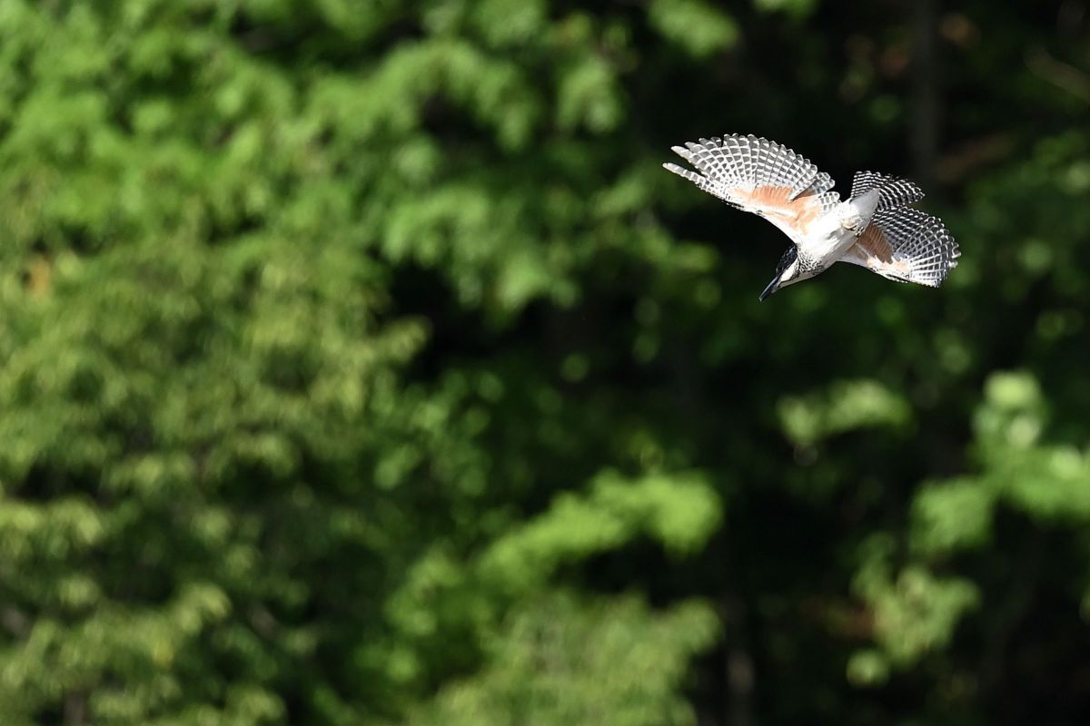 ヤマセミ B22-26 | GANREF