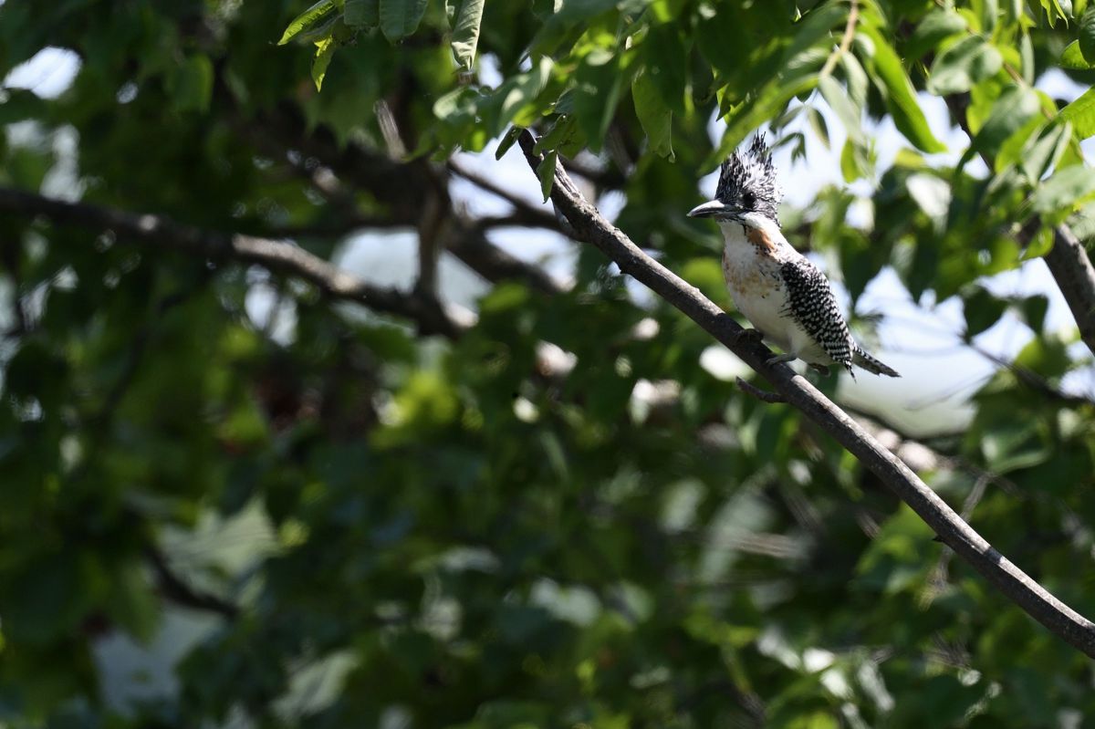 ヤマセミ♂ B22-25 | GANREF