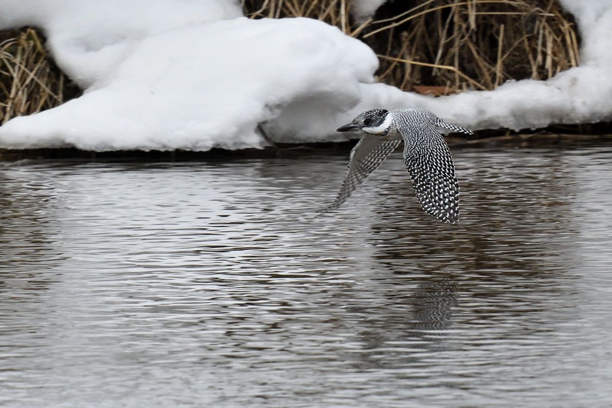 ヤマセミ B22-14 | GANREF