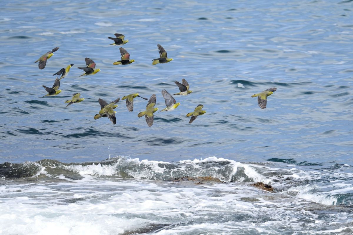 アオバト Ⅲ B24-10 | GANREF