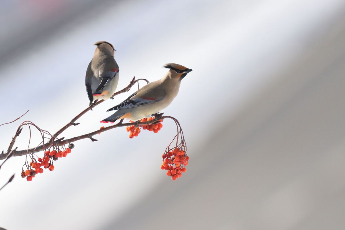 ヒレンジャク B22-15 | GANREF