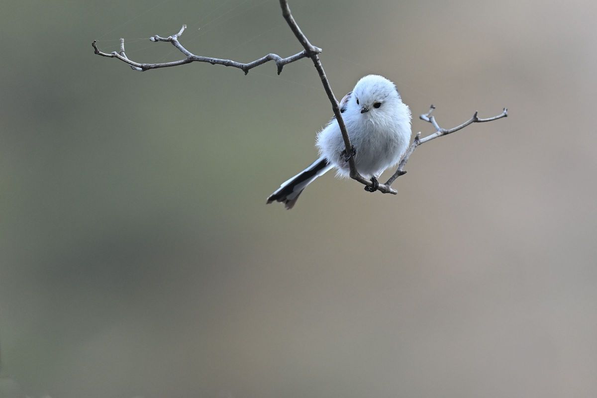 シマエナガ B24-5 | GANREF