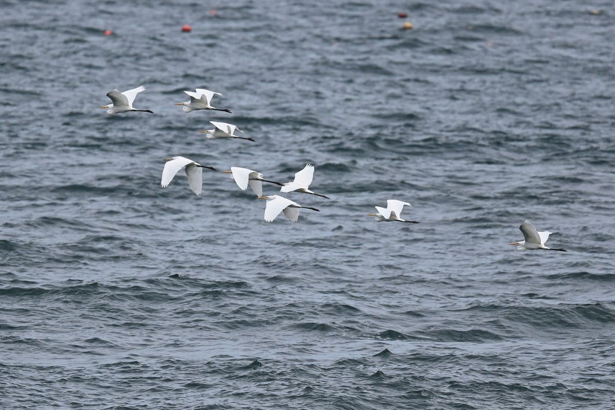 何処へ？ B22-24 | GANREF