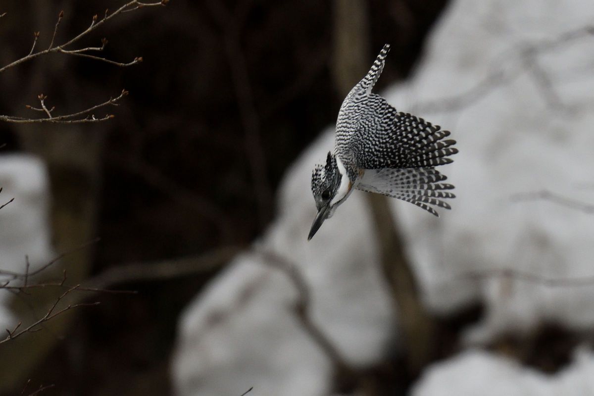 ヤマセミ B22-13 | GANREF