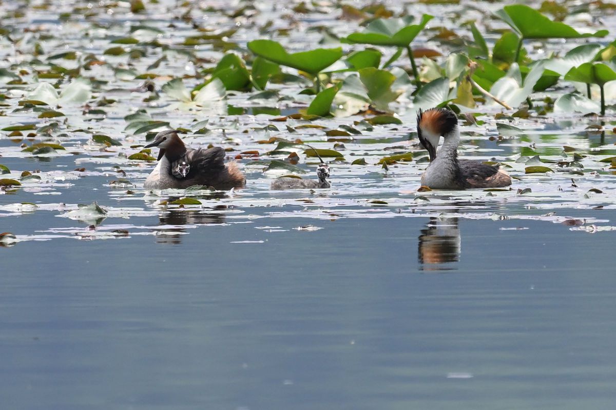 親子 B24-6 | GANREF