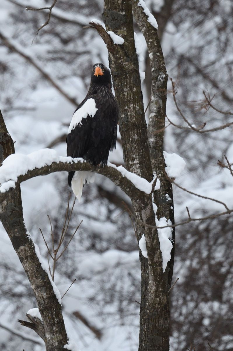 佇む オオワシ B22-3 | GANREF