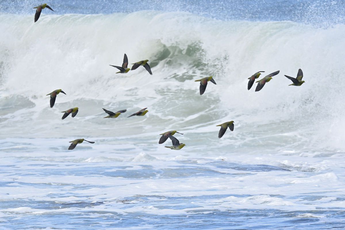 アオバト B22-21 | GANREF