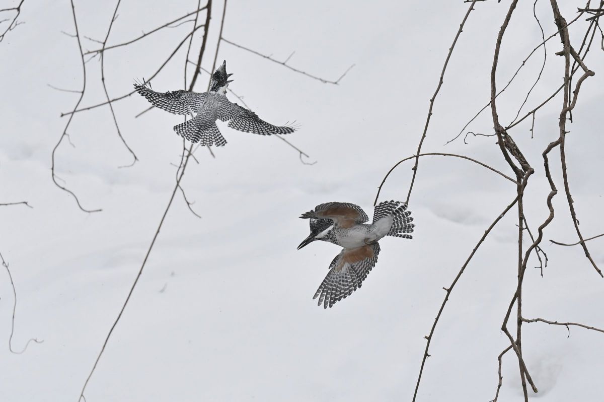 ヤマセミ番 B23-9 | GANREF