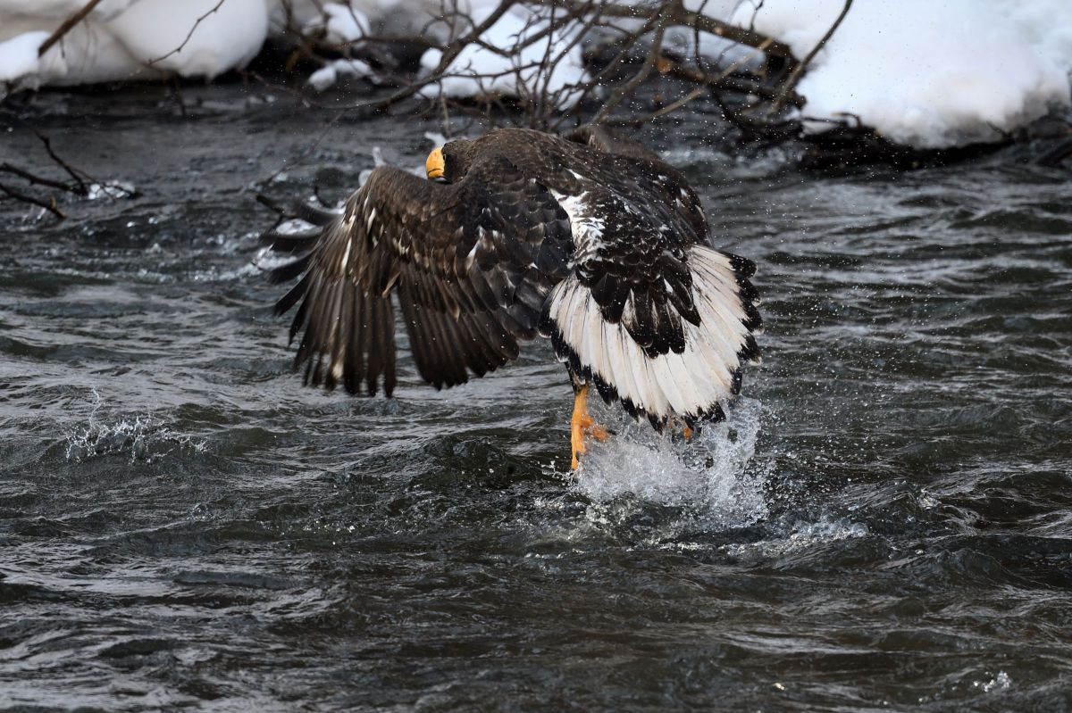 川からの飛び出し オオワシ幼鳥 B22-7 | GANREF