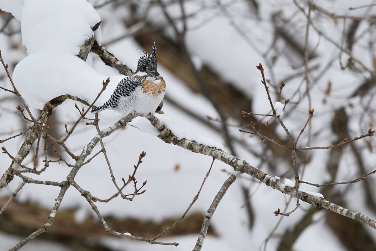 ヤマセミ B23-6 | GANREF