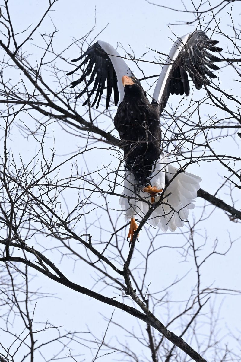 踊るオオワシ B23-5 | GANREF