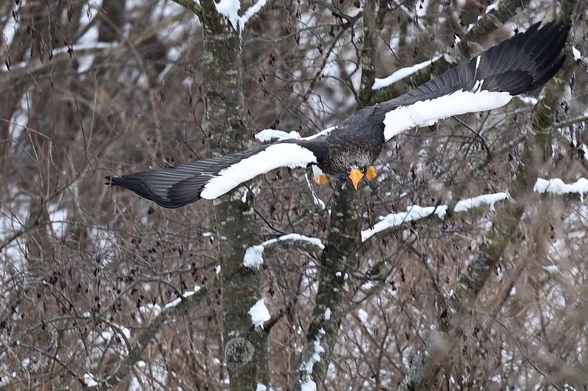 オオワシ B24-1 | GANREF