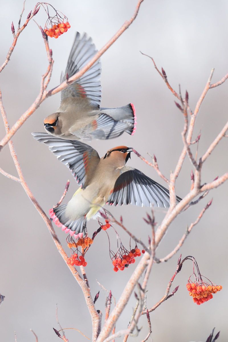 ヒレンジャク B22-16 | GANREF