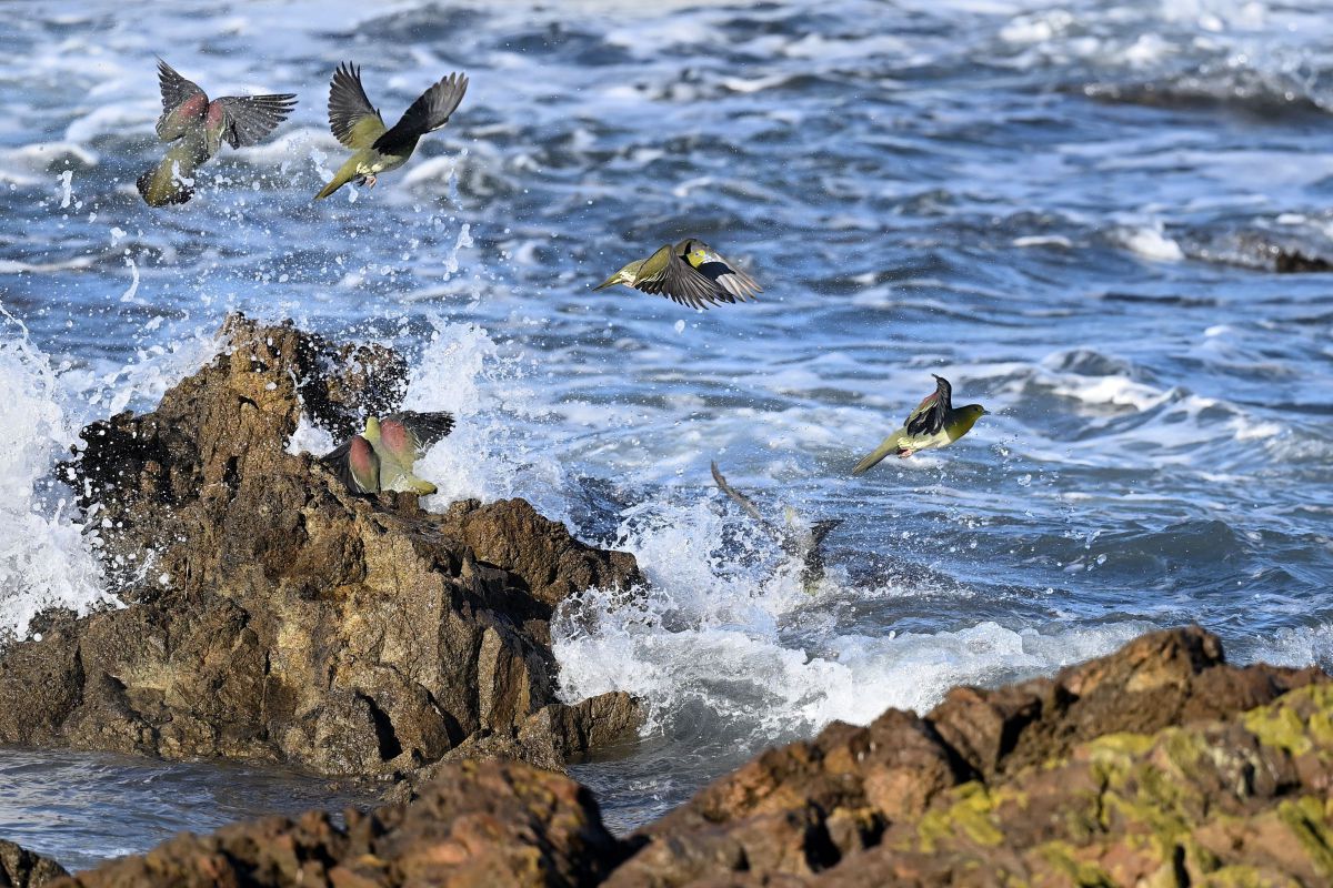 アオバト B22-22 | GANREF