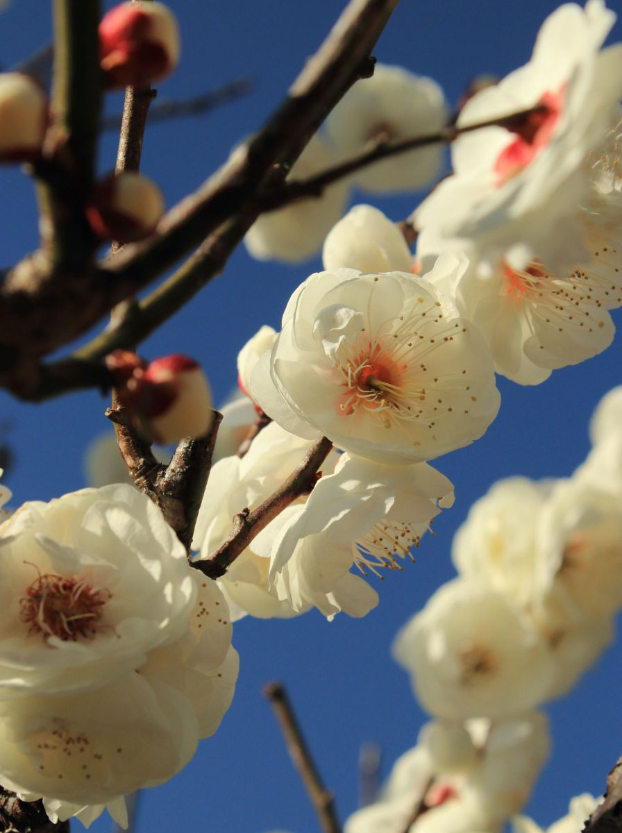 2023年春 梅2 | GANREF