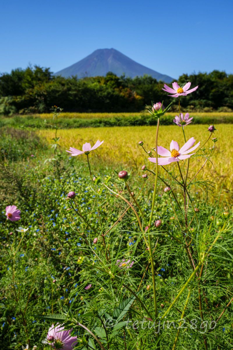 収穫を待つその弐 | GANREF