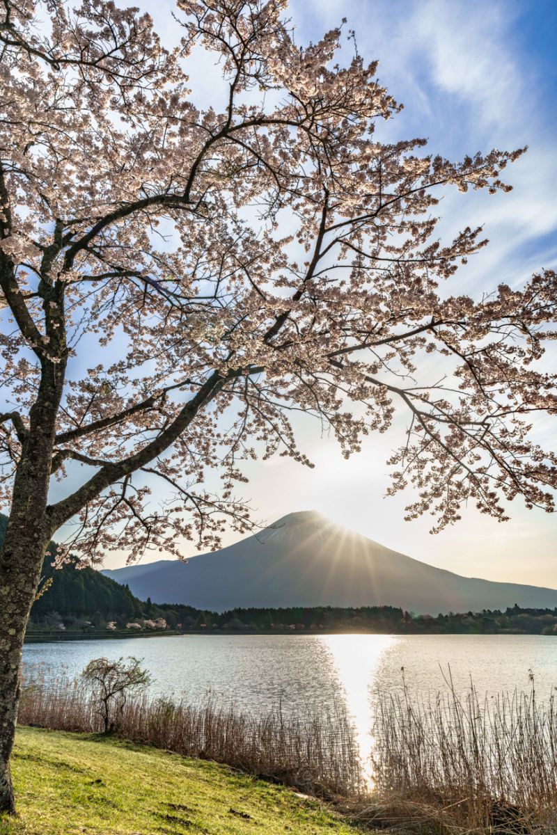 朝光に輝く | GANREF