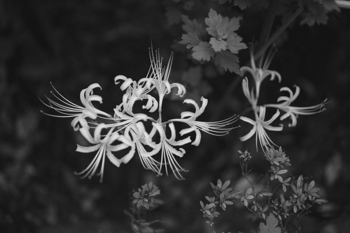 秋の水引 | GANREF