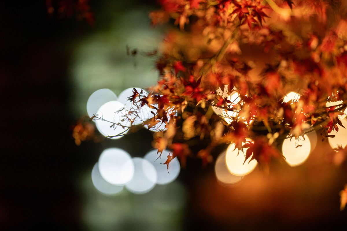 もみぢのライト | GANREF