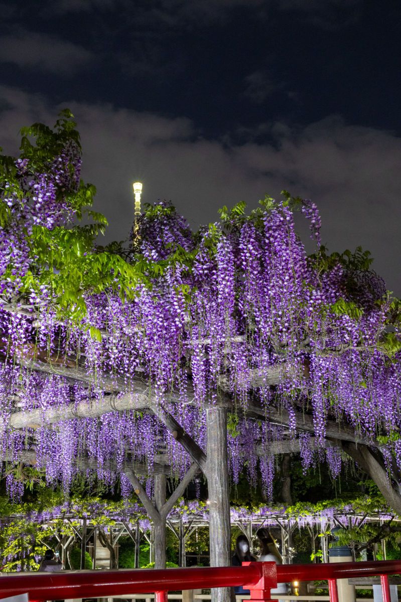 亀戸天神藤まつり | GANREF