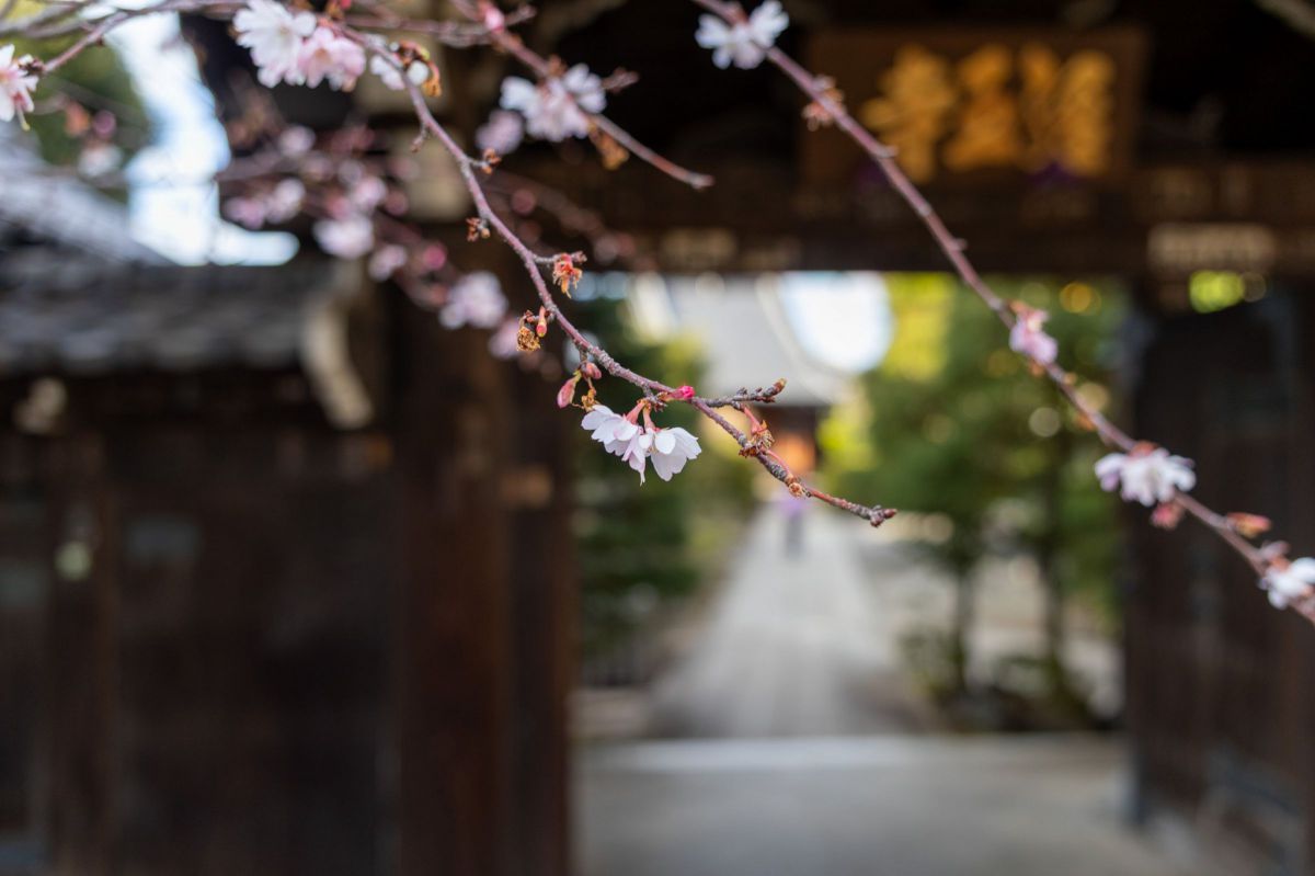 門前の春 | GANREF