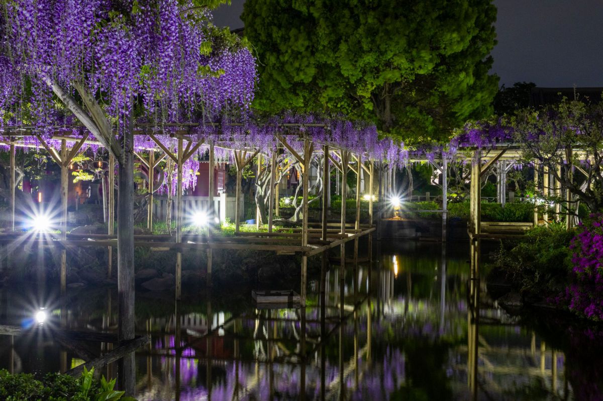 亀戸天神藤まつり | GANREF