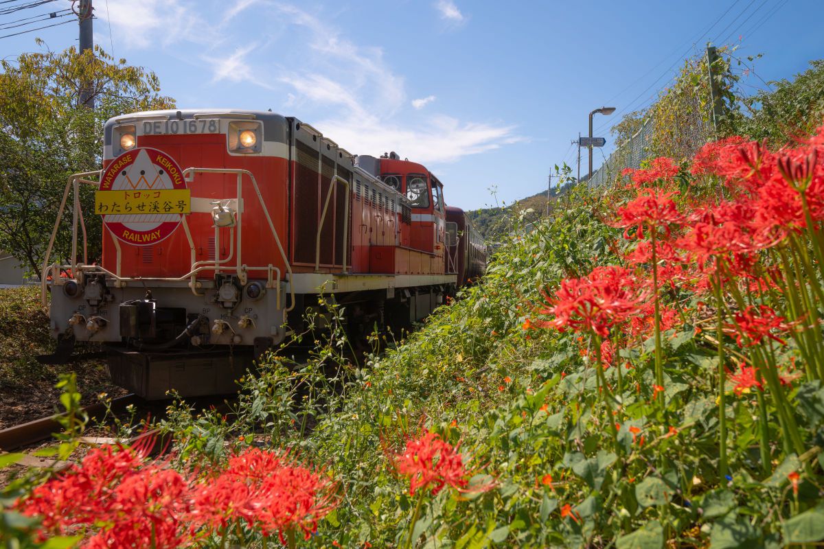 25.09.27-2 わたらせ渓谷鐵道 DE10形 トロッコわたらせ渓谷 | GANREF