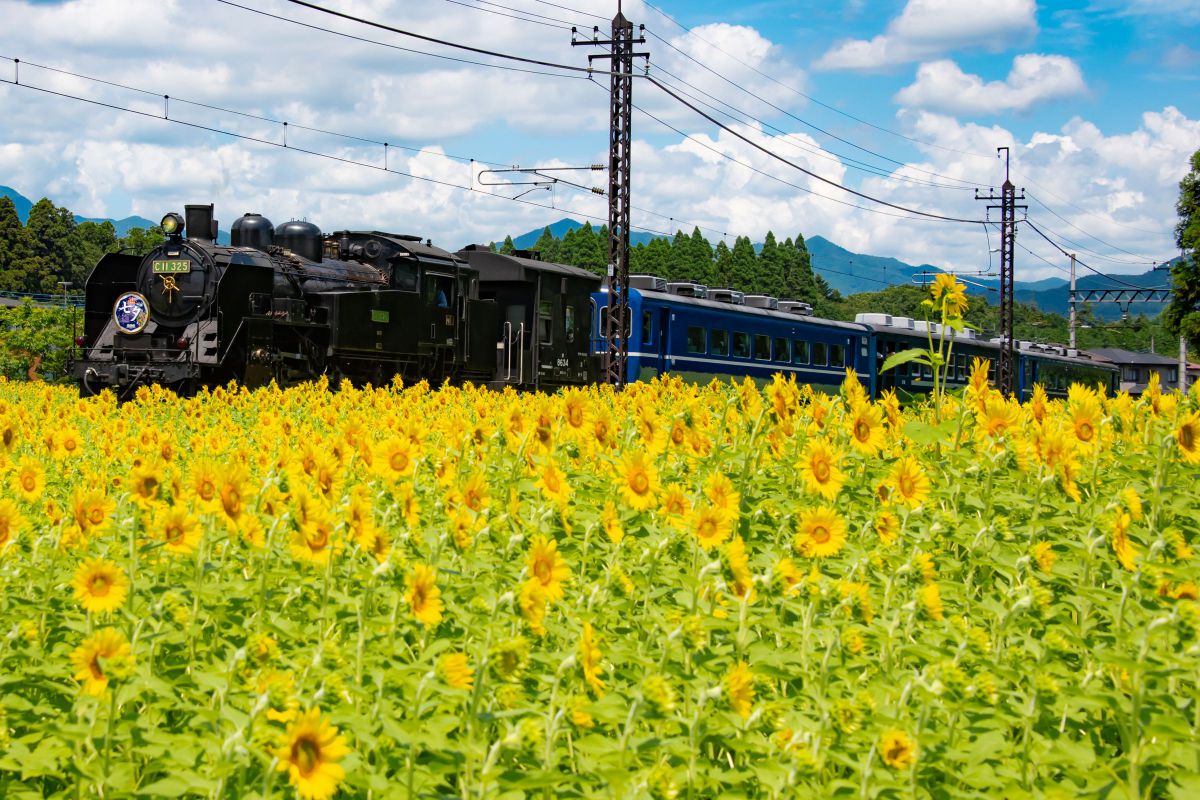 25.08.03-2 東武鉄道鬼怒川線 C11 325 SL大樹 | GANREF