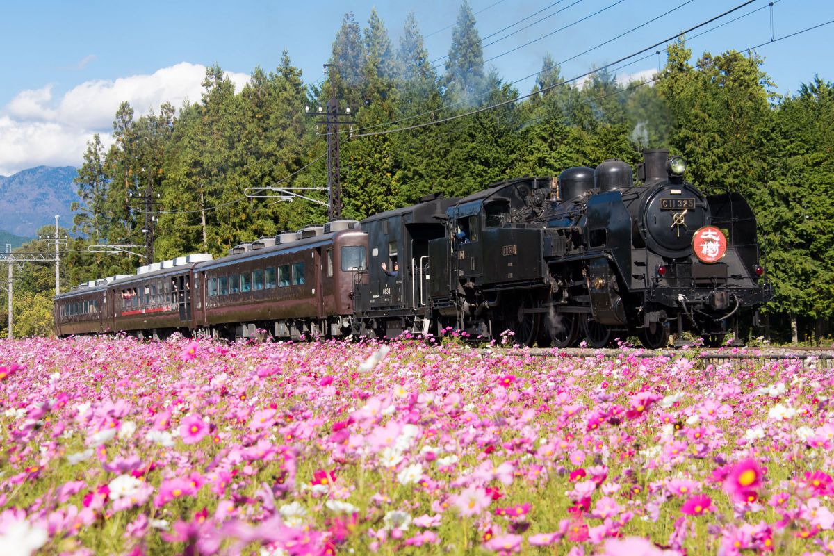 23.10.22-3 東武鉄道鬼怒川線 C11 325 SL大樹 | GANREF