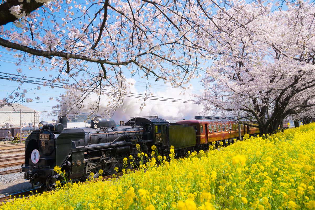 秩父鉄道 C58 363 パレオエクスプレス | GANREF