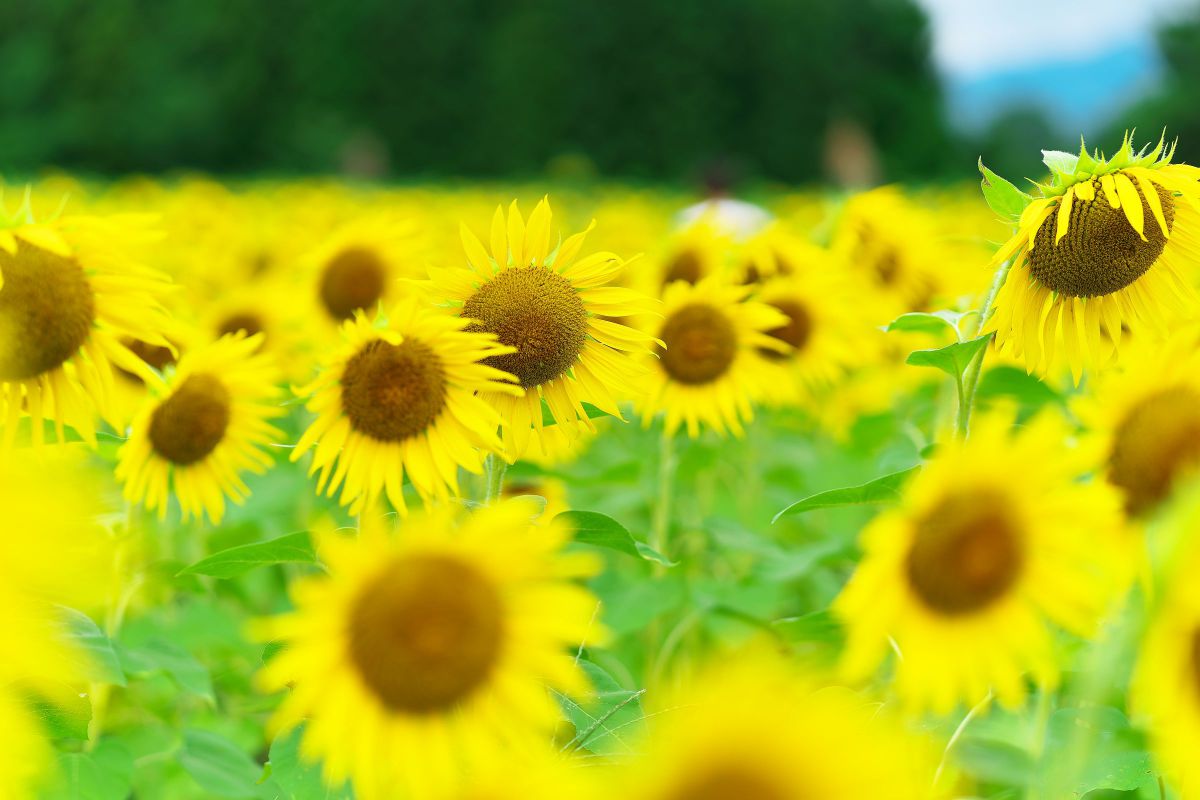 向日葵畑 | GANREF