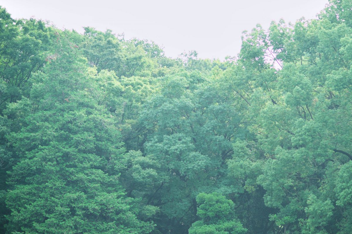 Forest Green | GANREF