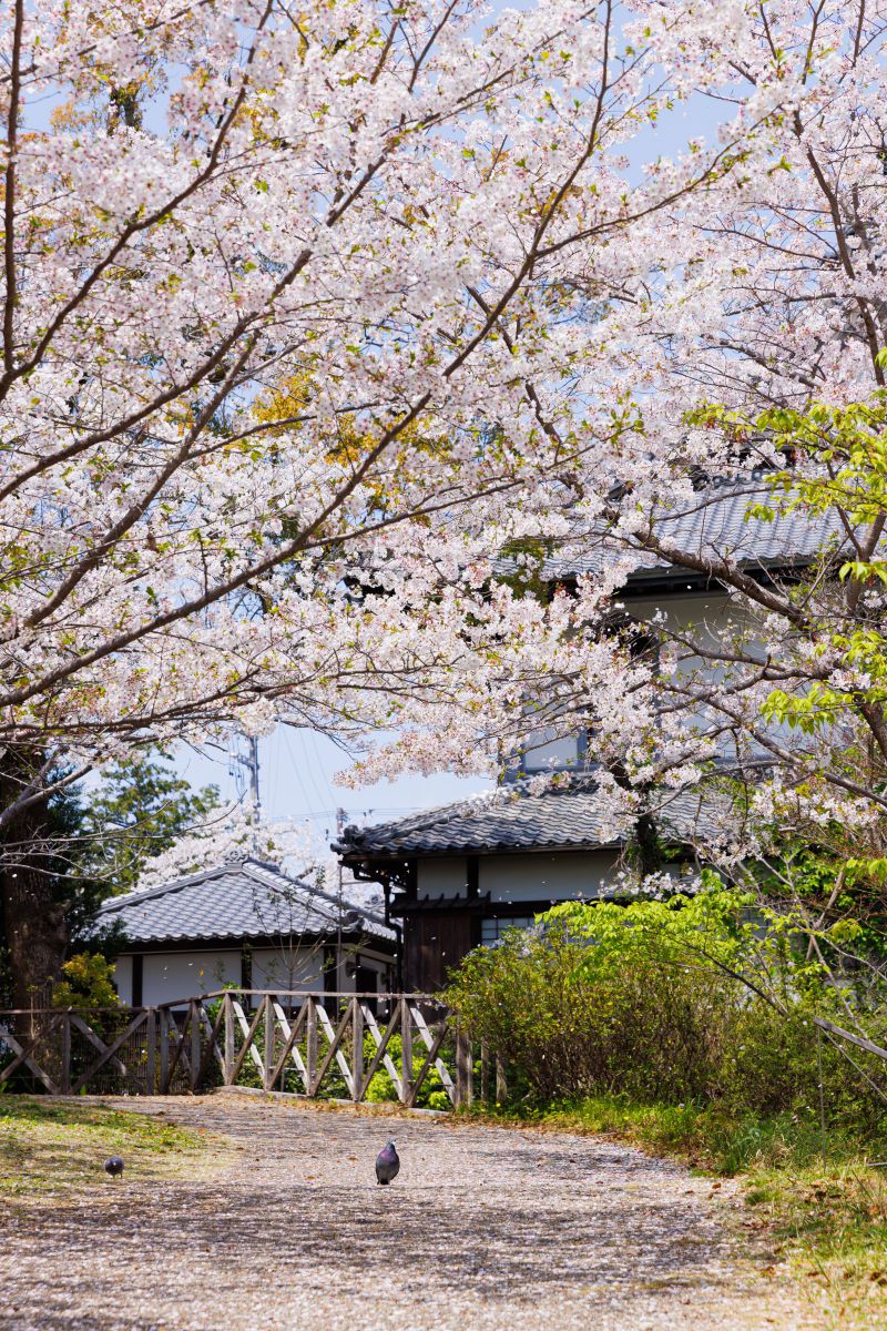 鳩と桜 | GANREF