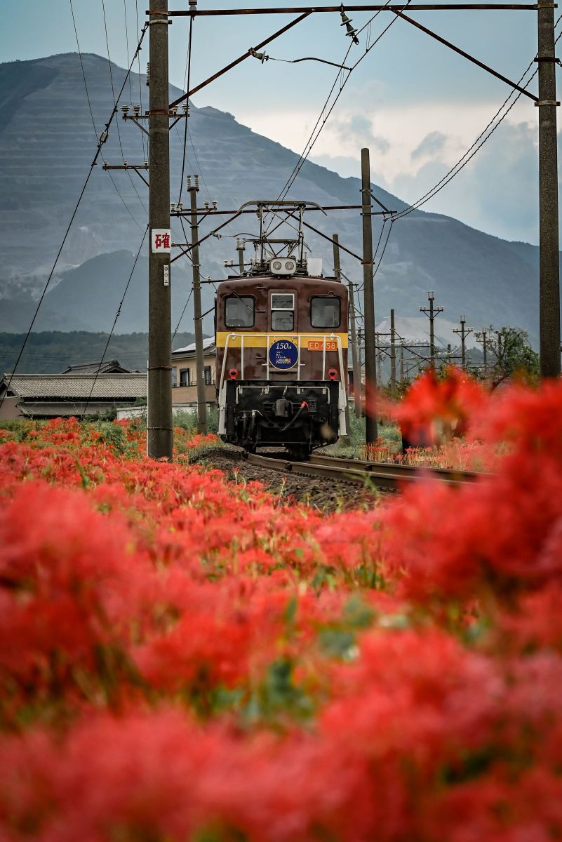 レッドカーペット | GANREF