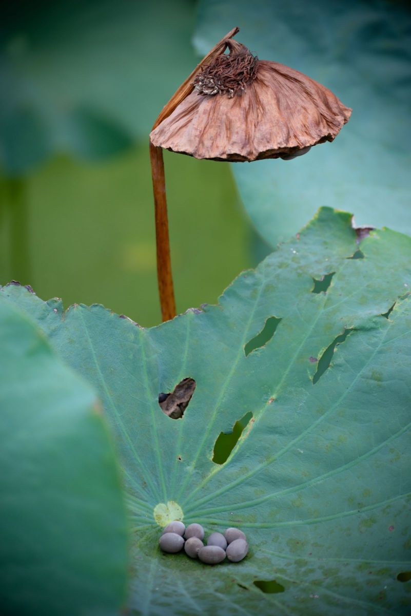 Another Story | GANREF