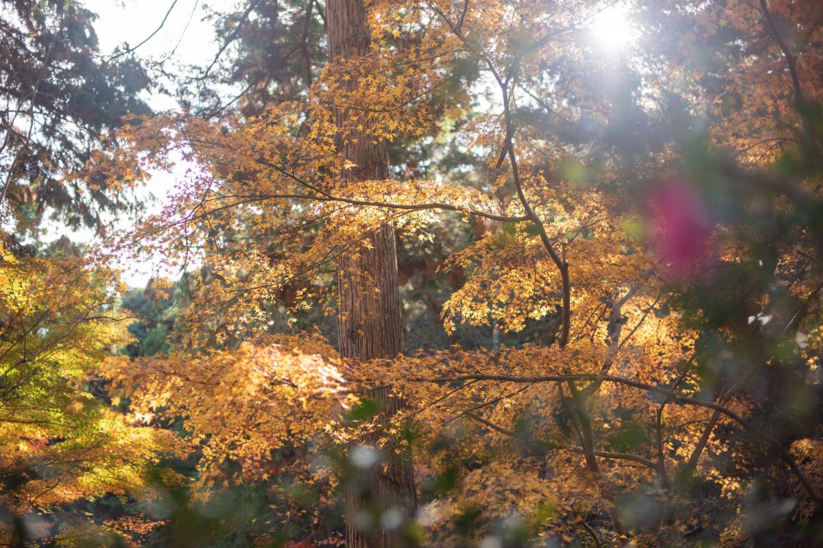 光透ける紅葉 | GANREF