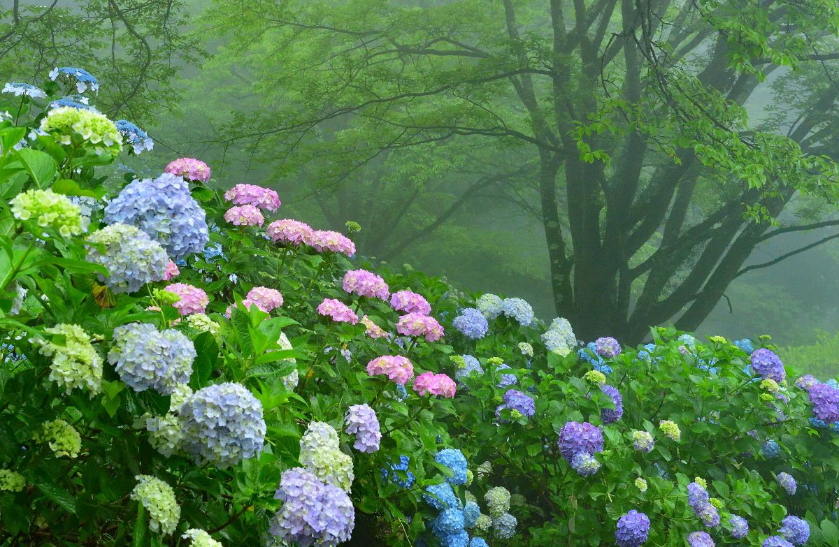 霧中の彩 | GANREF