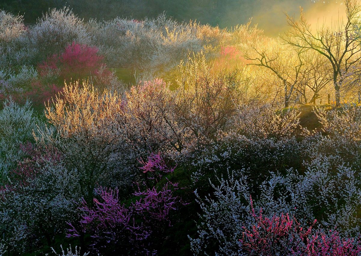 朝日射し込んで | GANREF