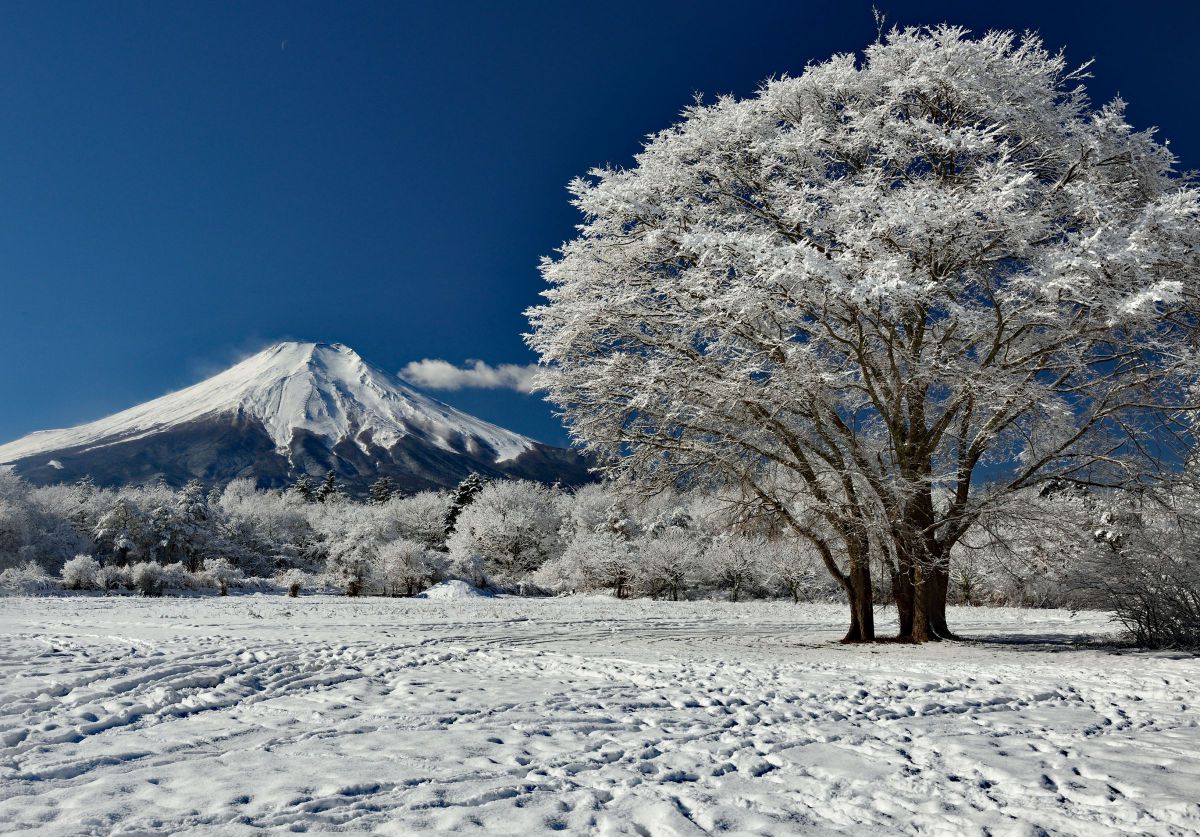 白い華咲いて | GANREF