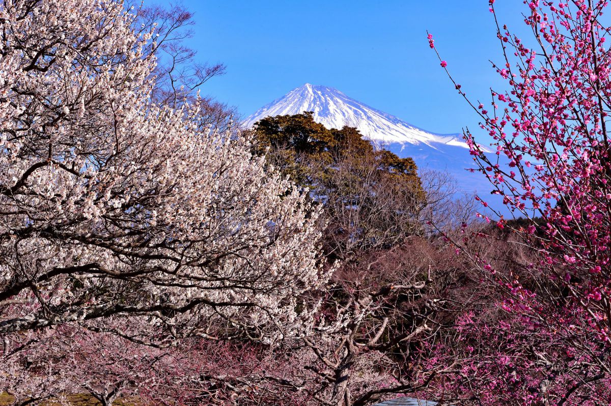 紅白の彩の中に | GANREF