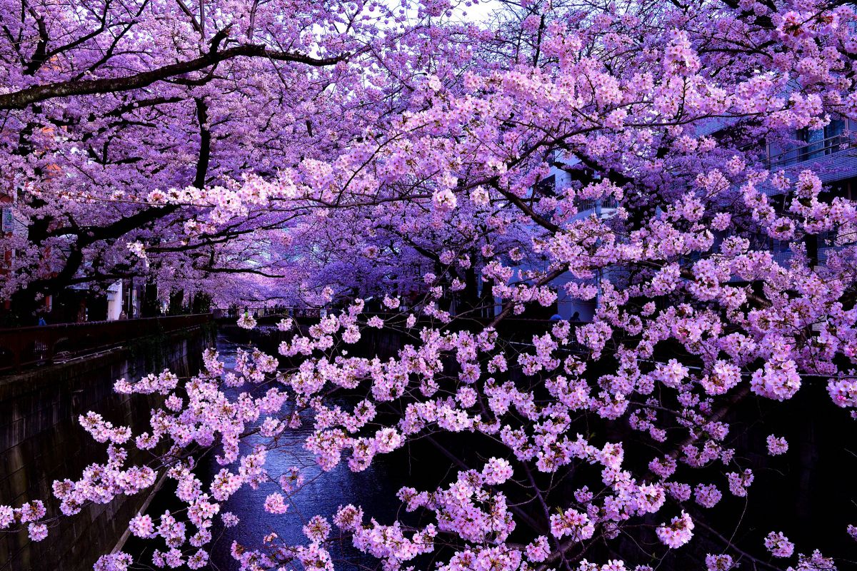 さくらさくら | GANREF