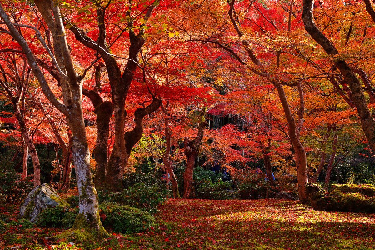 秋色の圓光寺 | GANREF