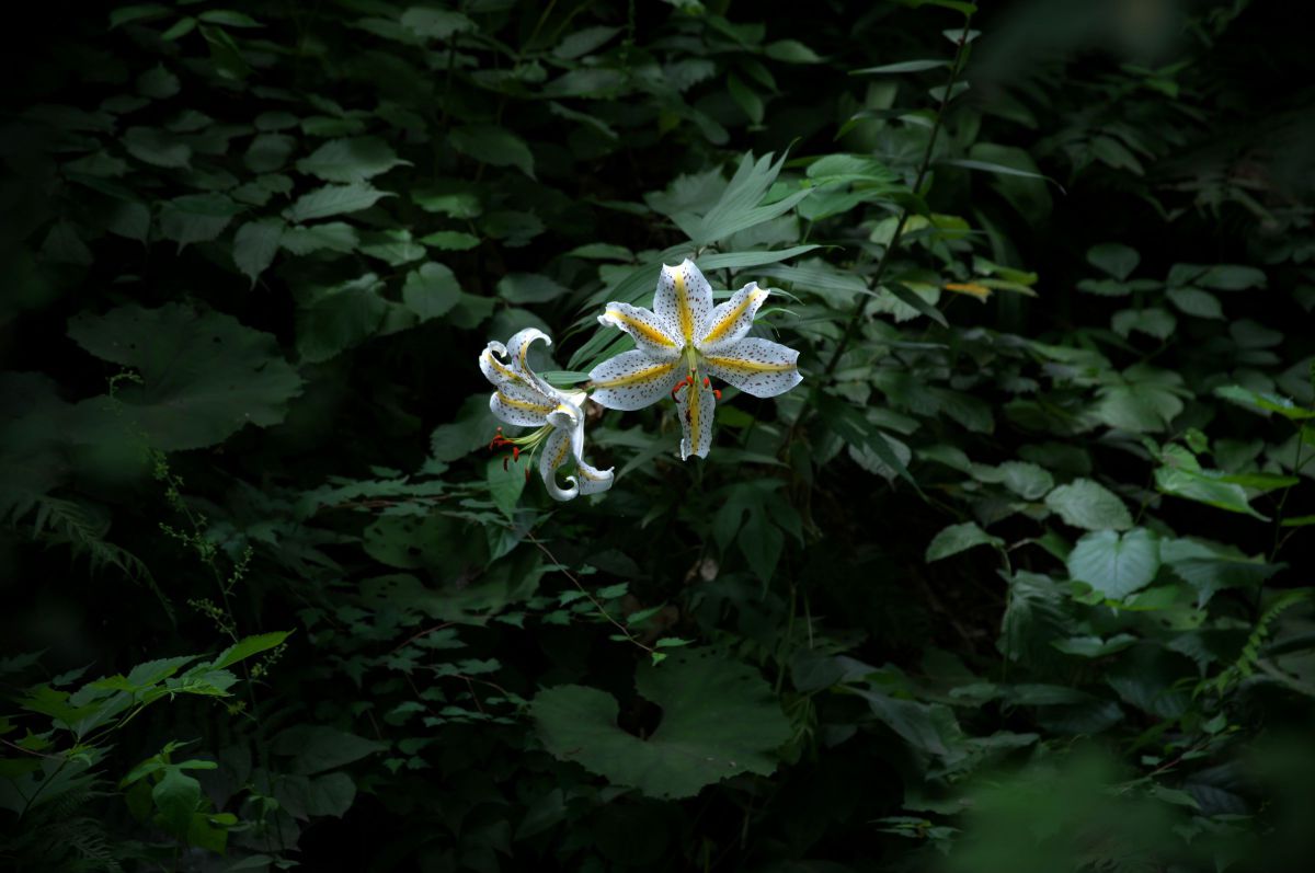 In the Manyo Forest #6 | GANREF