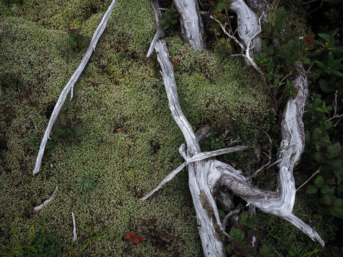 神舎利composition #2 | GANREF