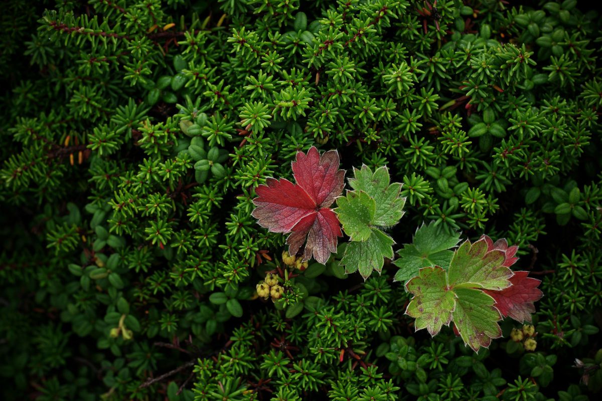 Botanical Composition #2 | GANREF