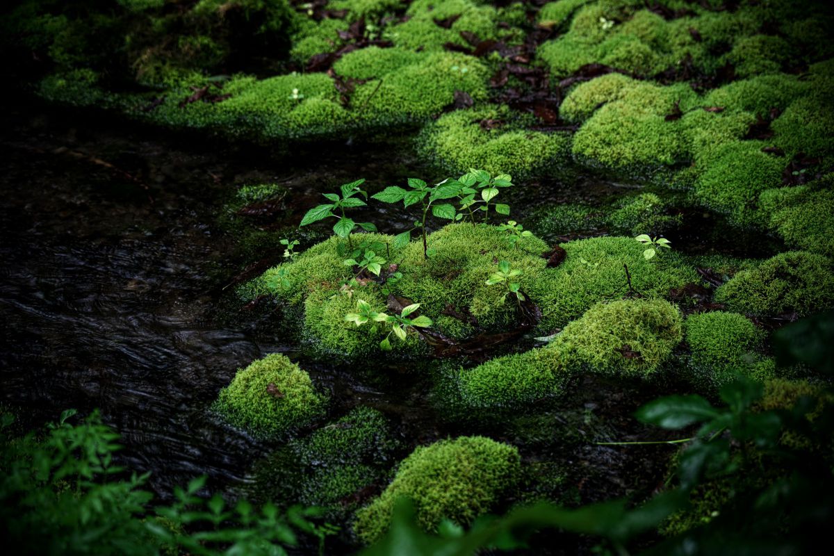 Spring water and moss | GANREF