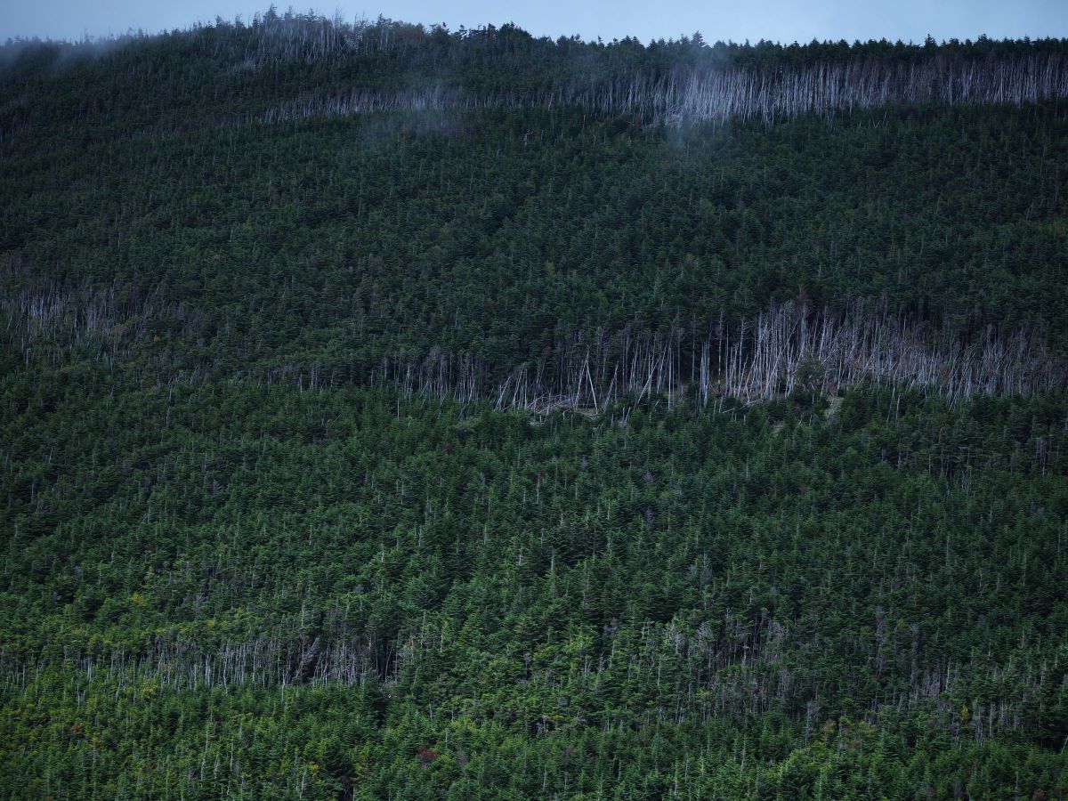 wave-regeneration | GANREF